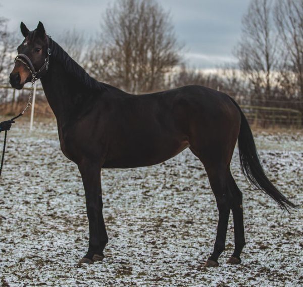 Freya övertänd "går på" lugnande :: Speltipsochdesign